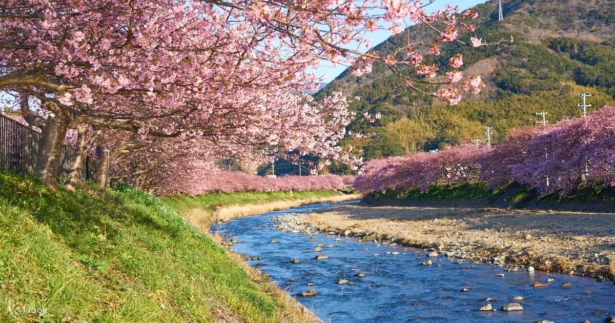 [Izu Cherry Blossom & Plum Blossom Day Trip] Kawazu Cherry Blossoms ...